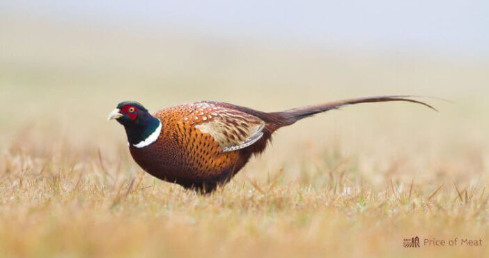 What Does Pheasant Taste Like & How Do You Cook It Well?