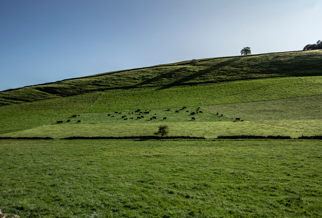 10 Facts About Angus Cattle That Show Why They Are So Popular