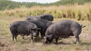 10 Best Pig Breeds For Meat That Yield Juicy, Flavorful Pork