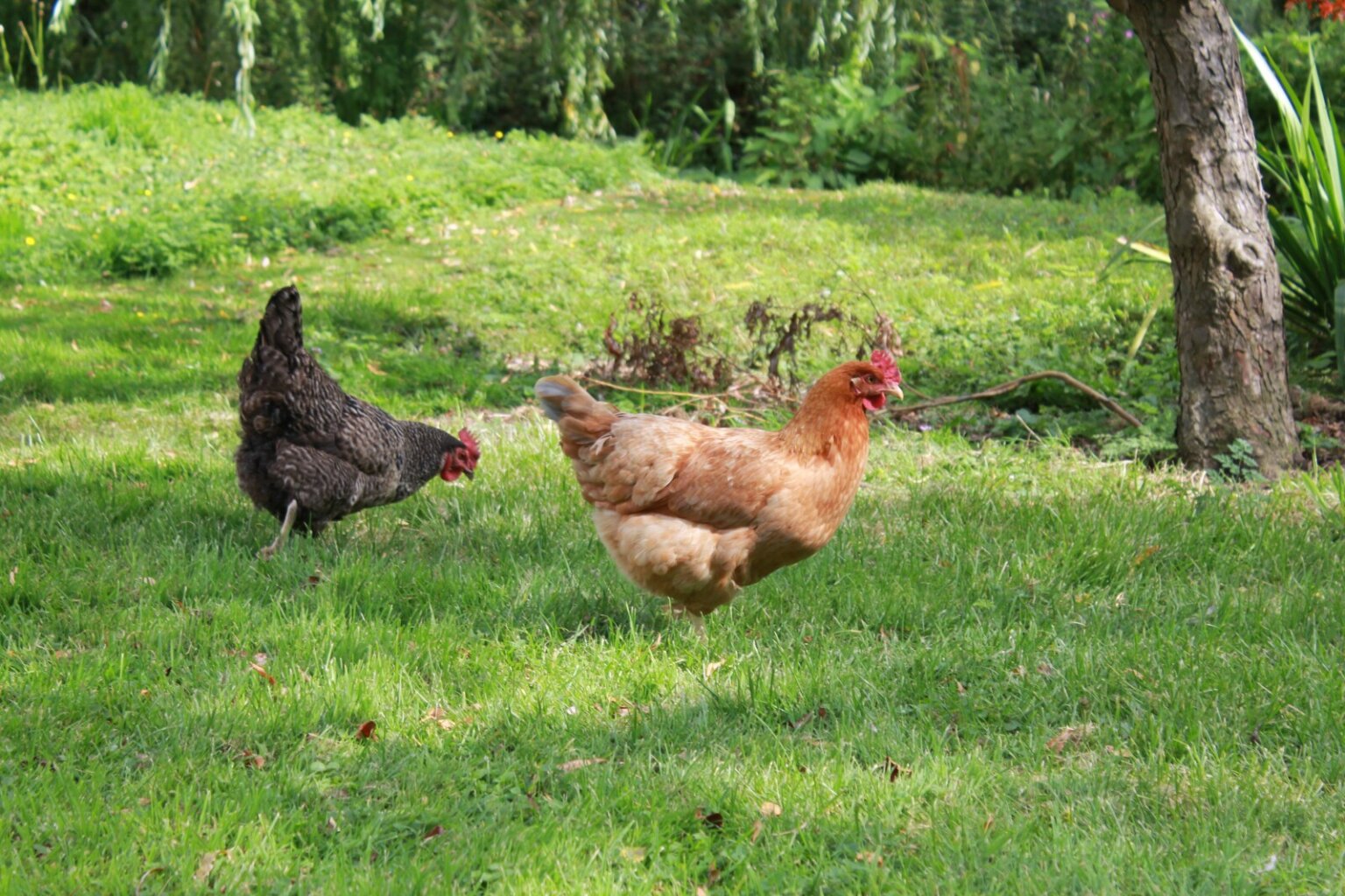 10 Benefits of Pasture-Raised Chickens for Healthier and Tastier Meat