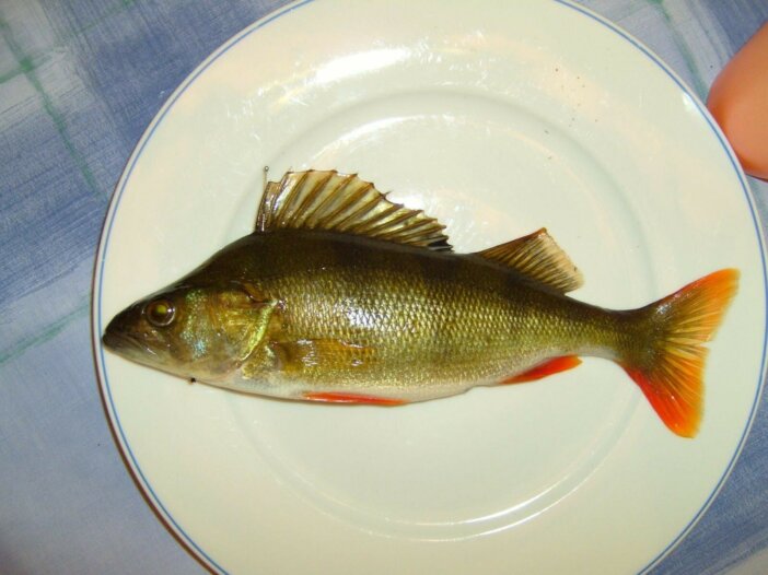 5 Perch Fish Facts You Need to Know for a Healthier Diet