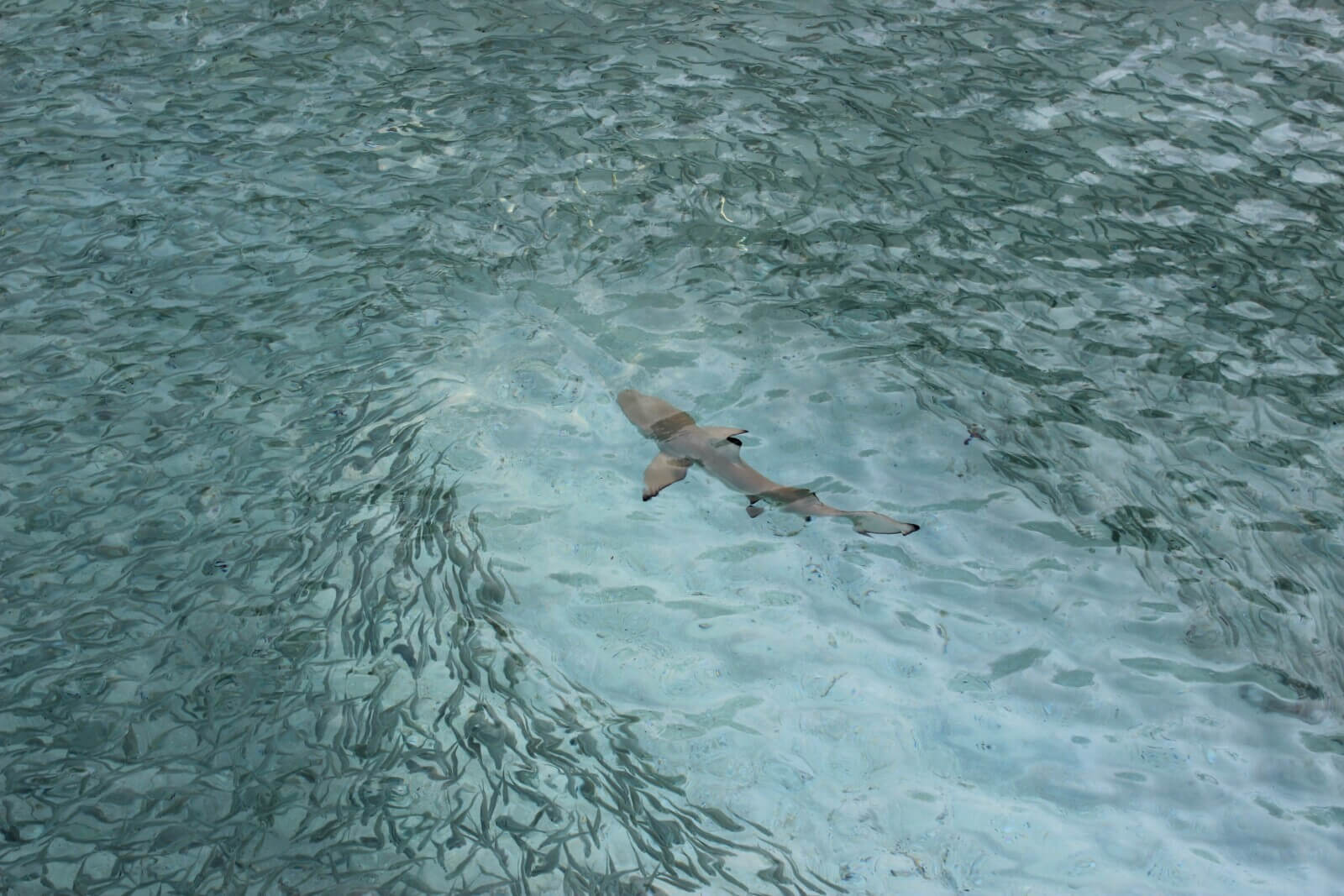 10 Facts About Shark Meat You Need to Know to Eat It Safely