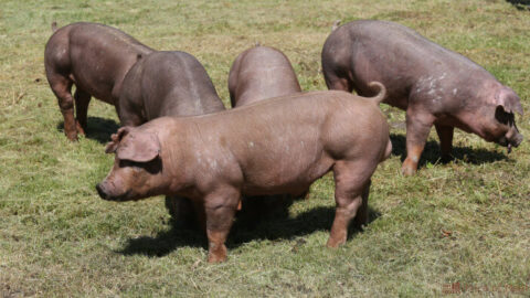 7 Largest Pig Breeds You Should Know for Better Meat Production