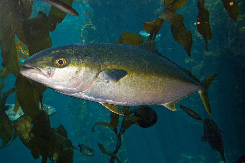 5 Facts About Yellowtail Fish You Need to Know
