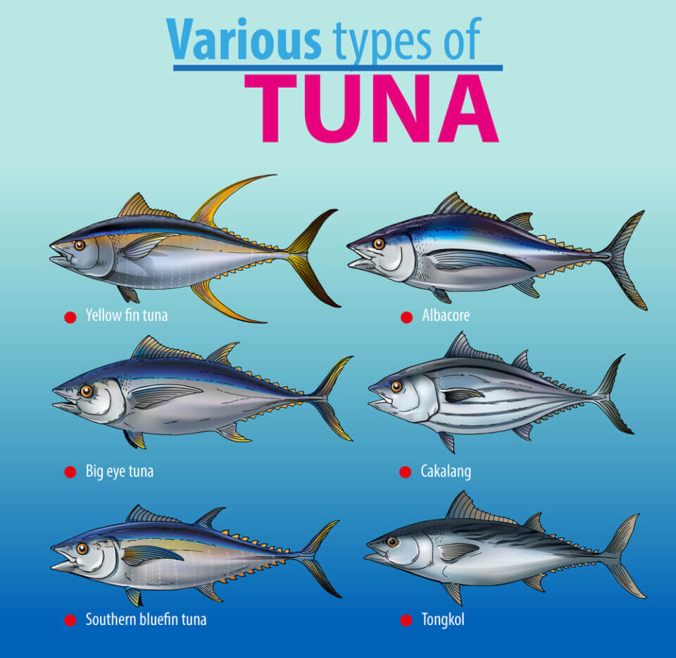 15 Types of Tuna You Need to Know to Make the Best Choice