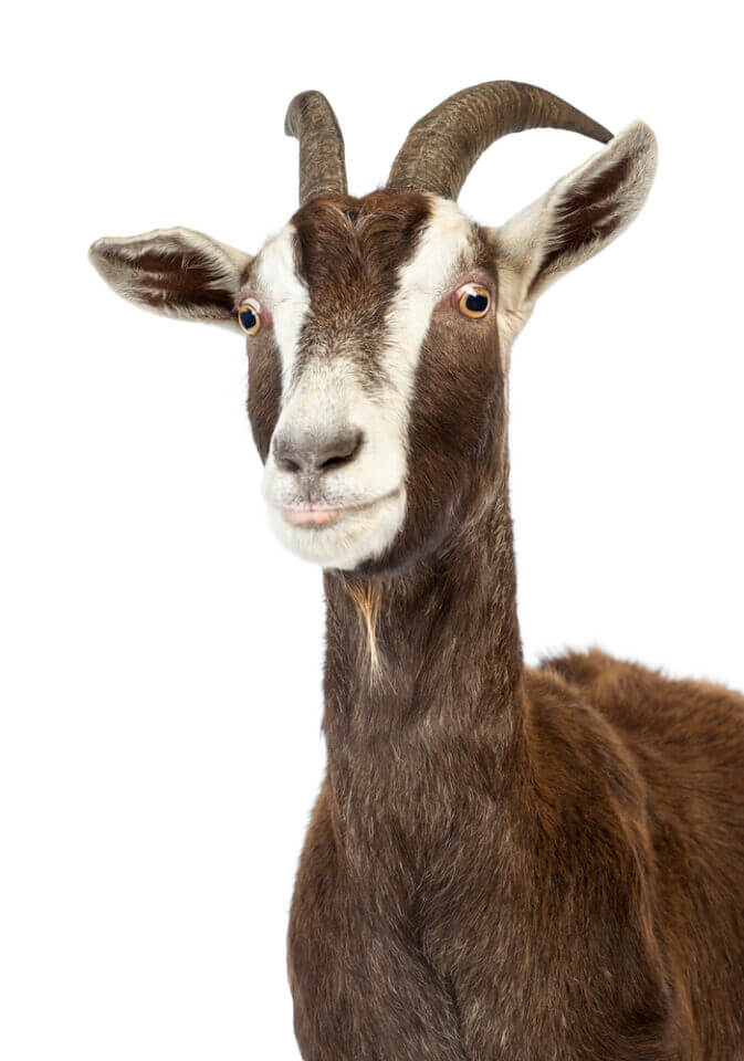 8 Popular Dairy Goat Breeds That Will Boost Your Homestead