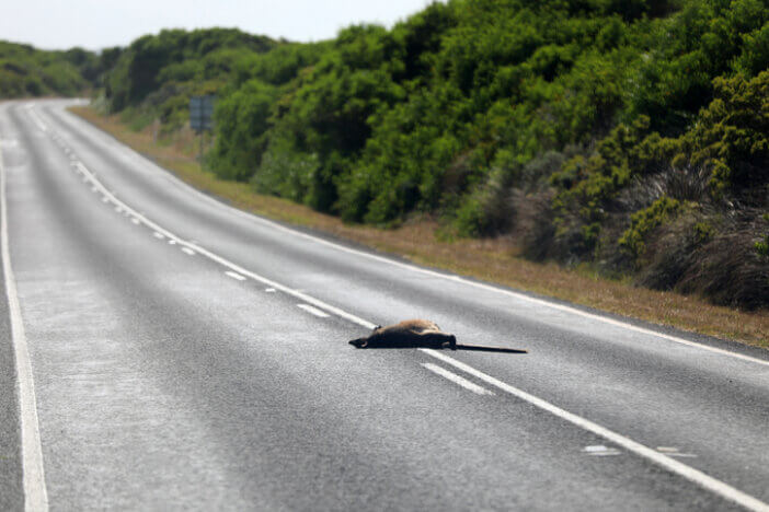 10 Road Kill Statistics You Need to Know to Stay Safe