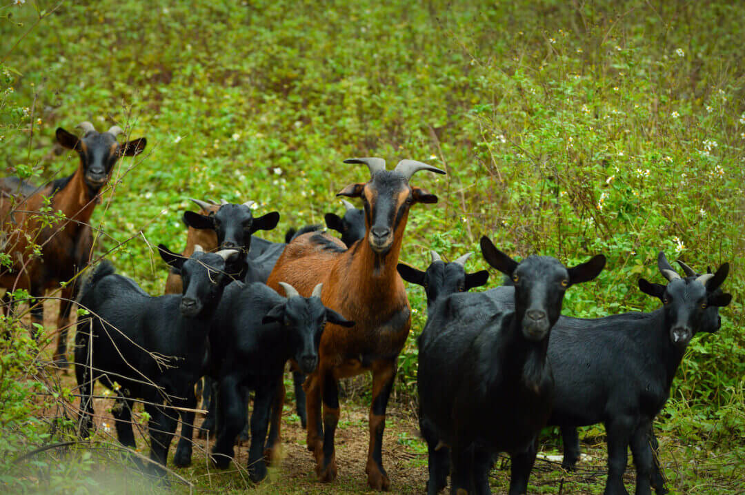 13 Best Meat Goats for Your Homestead: Boost Nutrition and Minimize Care