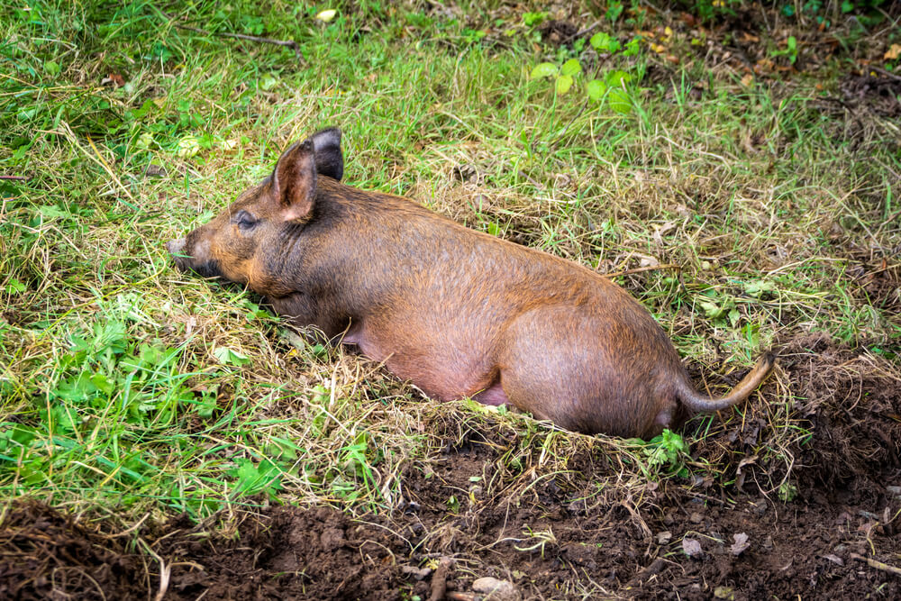 7 Largest Pig Breeds You Should Know for Better Meat Production
