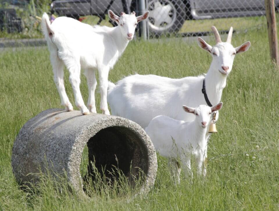 8 Largest Goat Breeds to Raise for Meat and Milk