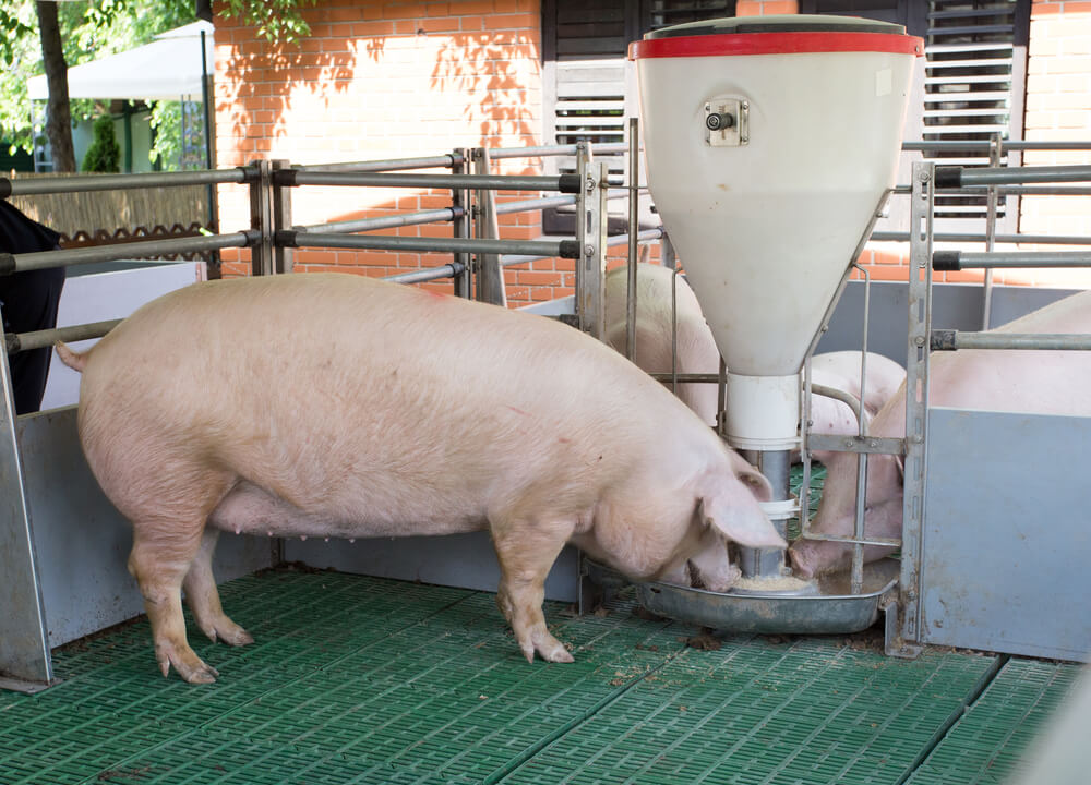 7 Largest Pig Breeds You Should Know for Better Meat Production