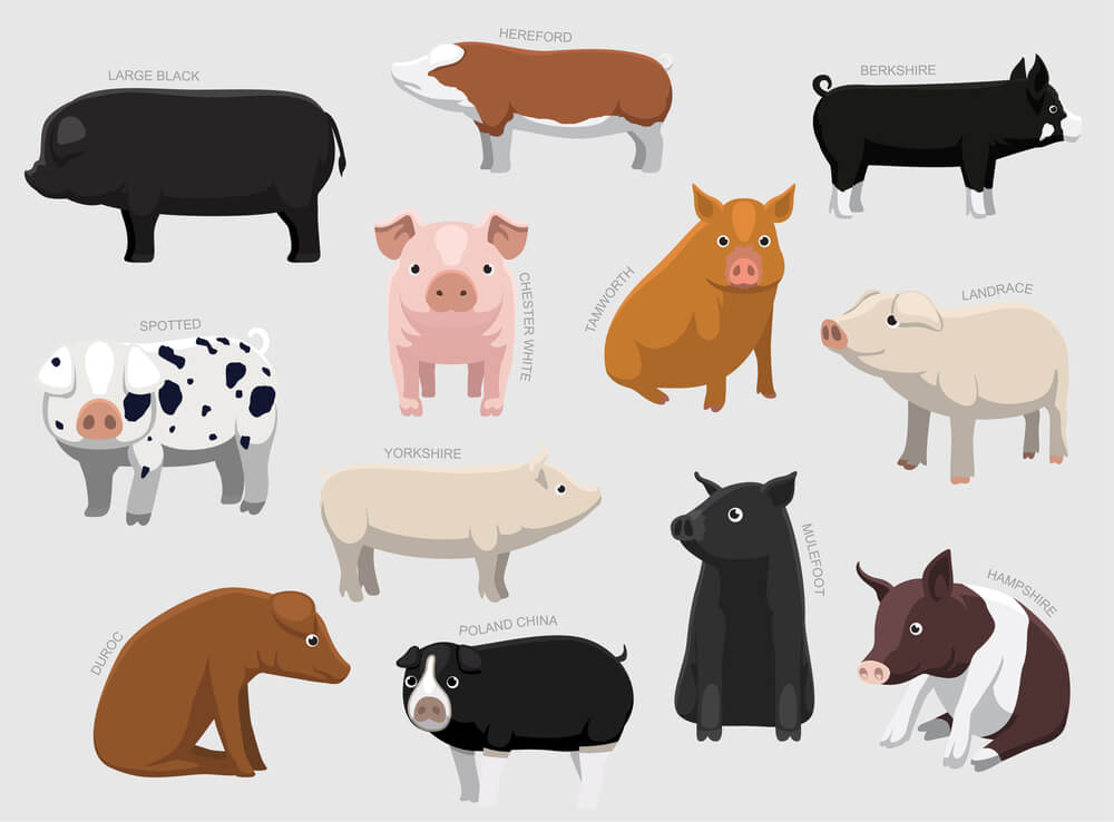7 Largest Pig Breeds You Should Know for Better Meat Production