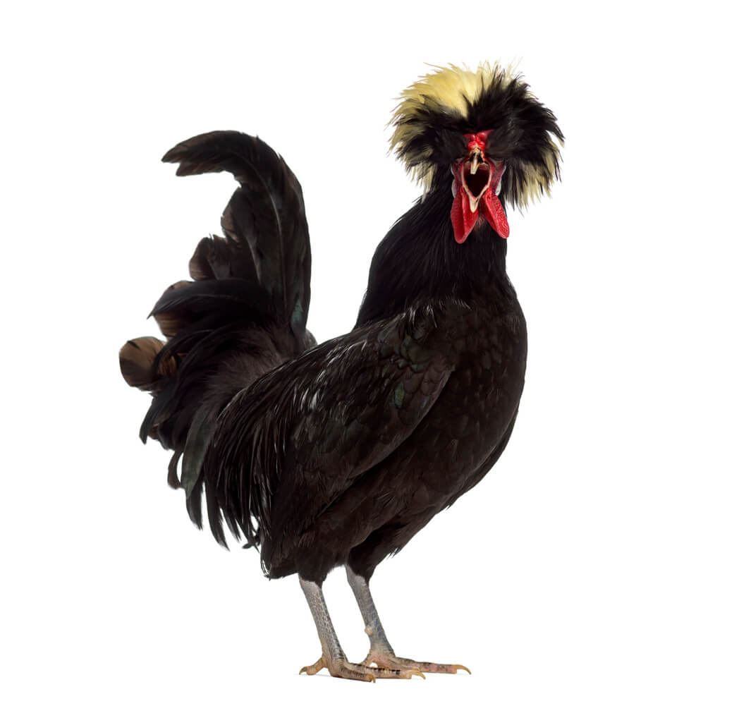 5 Ways Polish Chicken Rooster vs Hen Traits Help You Tell Them Apart