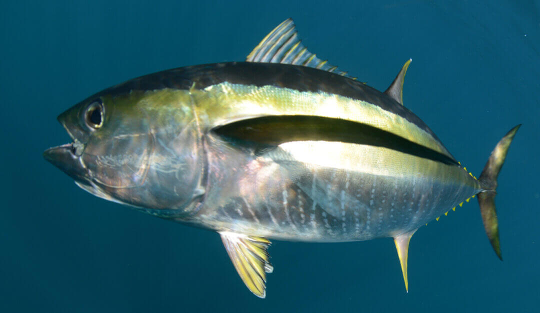 15+ Different Species of Tuna: What You Should Know About Each Type