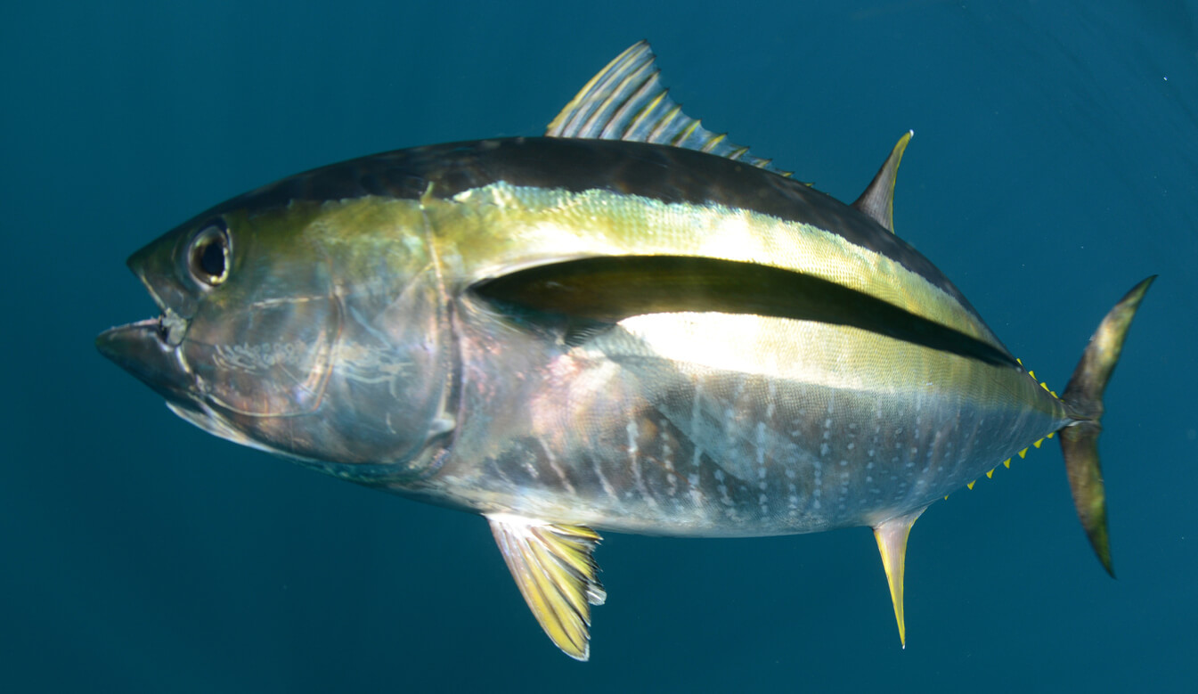 15+ Different Species of Tuna: What You Should Know About Each Type