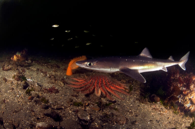5 Edible Sharks You Should Try for a Unique and Delicious Meal