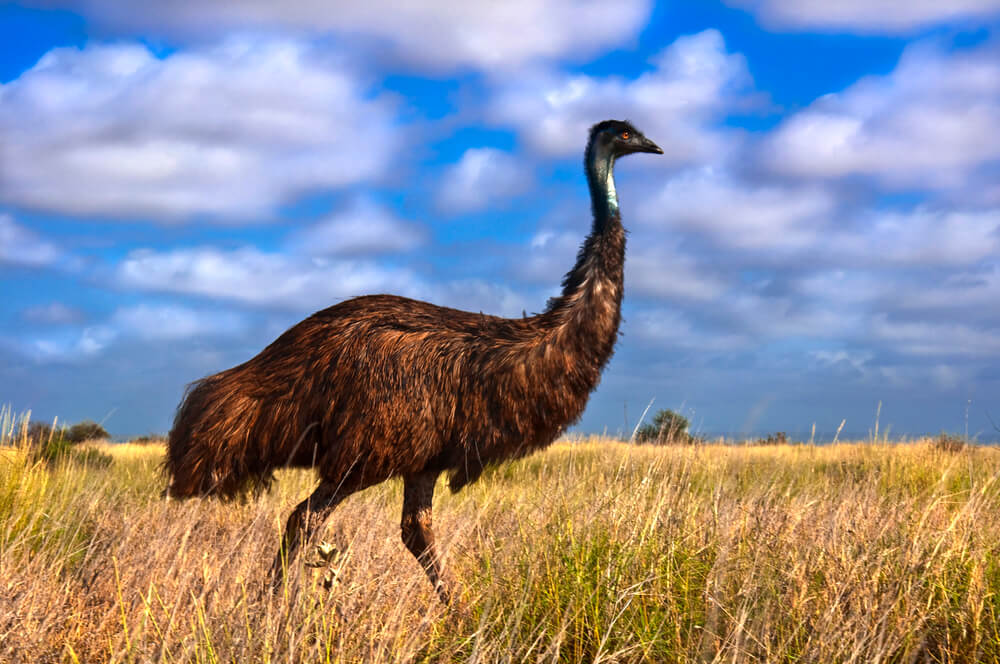 5 Differences Between Emu vs Ostrich to Help You Tell Them Apart