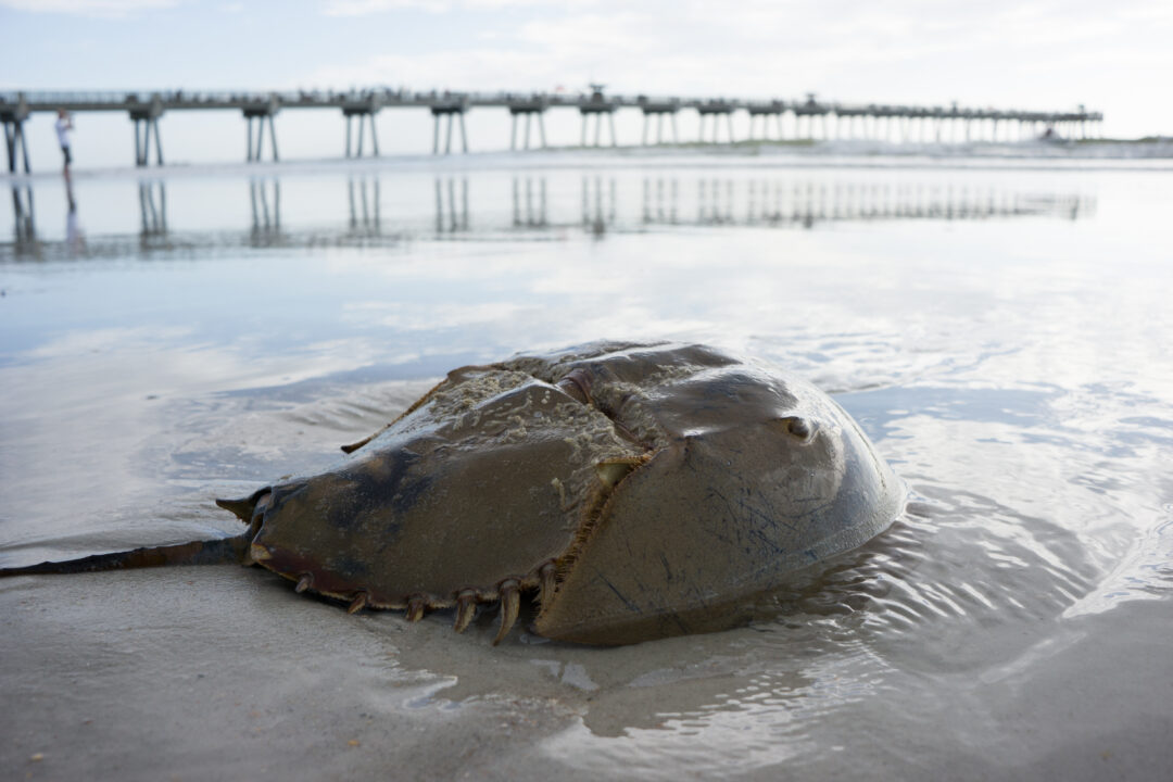 7 Florida Crabs You Must Know to Catch Delicious Meals