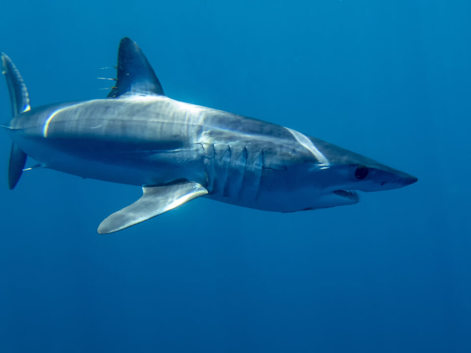 5 Edible Sharks You Should Try for a Unique and Delicious Meal
