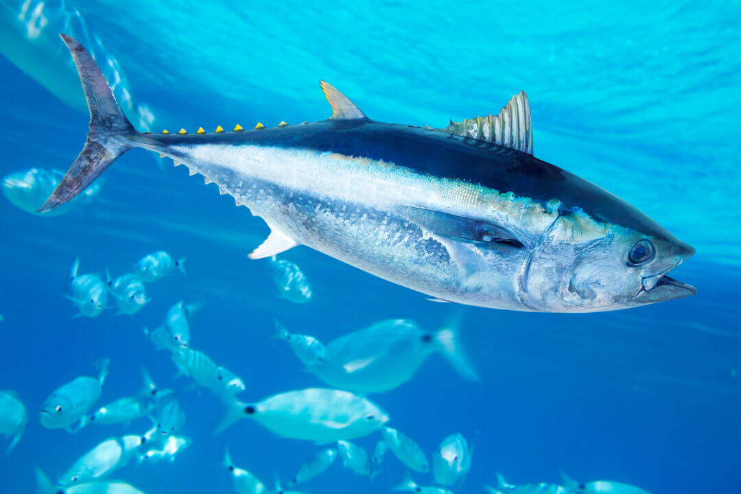 6 Best Tuna for Sushi You Must Try