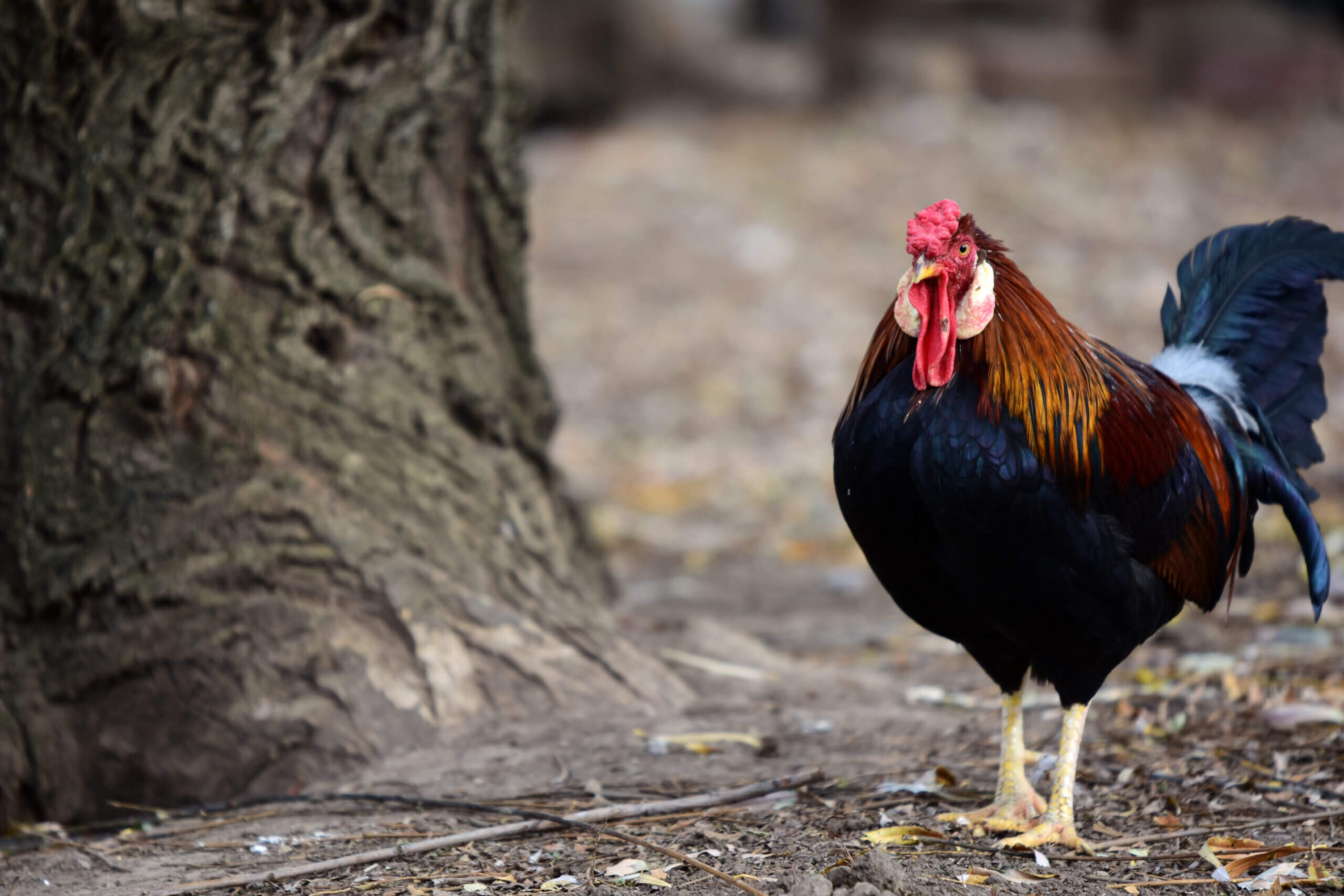 9+ Small Chicken Breeds Perfect for Any Backyard