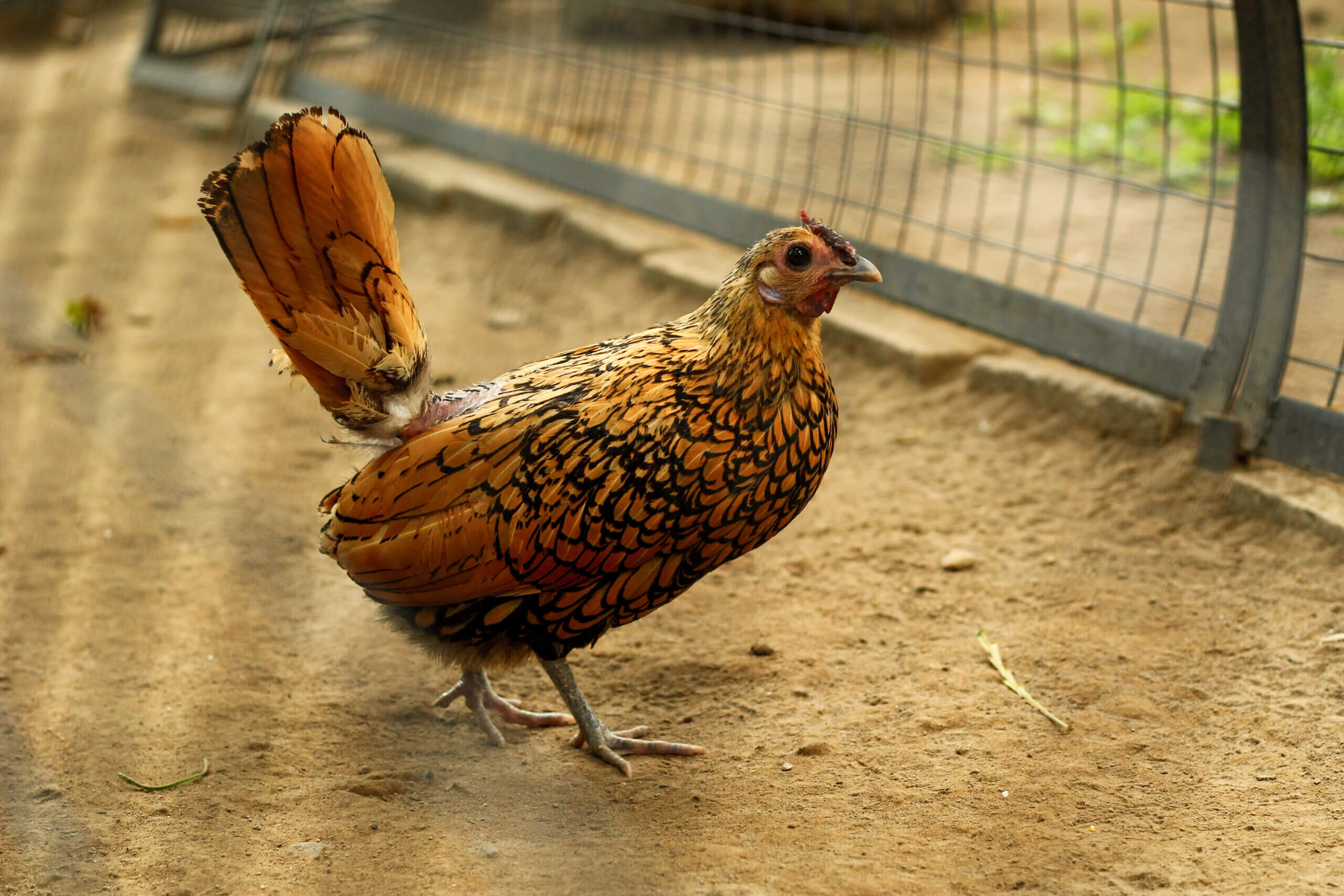 9+ Small Chicken Breeds Perfect for Any Backyard