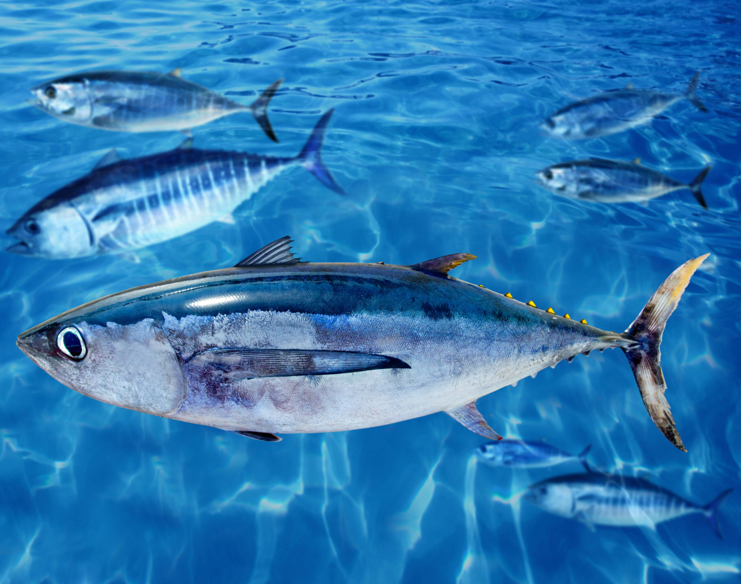 4+ Key Differences between Albacore and Tuna You Should Know