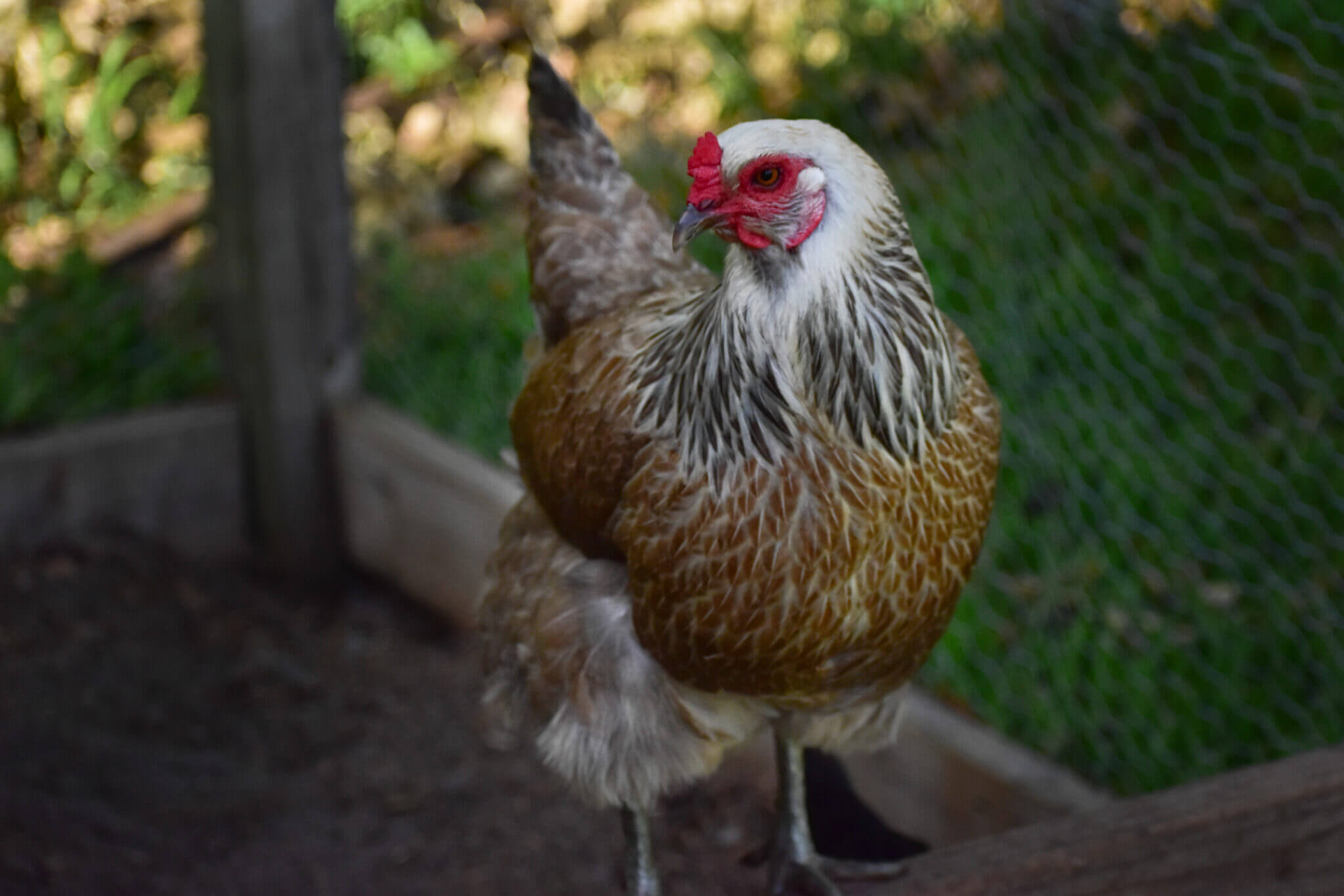 9 Small Chicken Breeds to Keep Your Backyard Entertaining and Egg-Filled