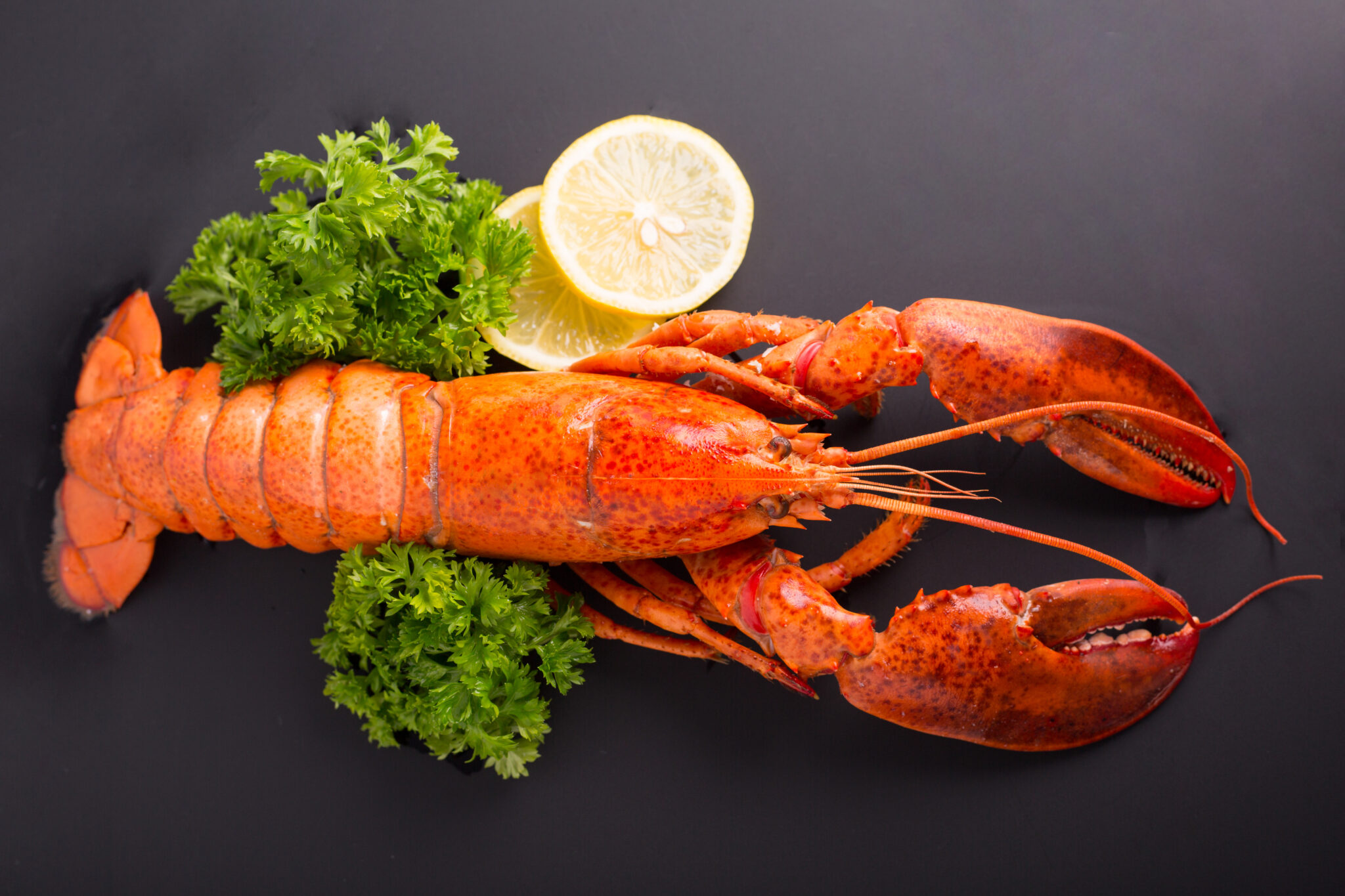 10 Types of Lobster to Try for the Ultimate Seafood Experience