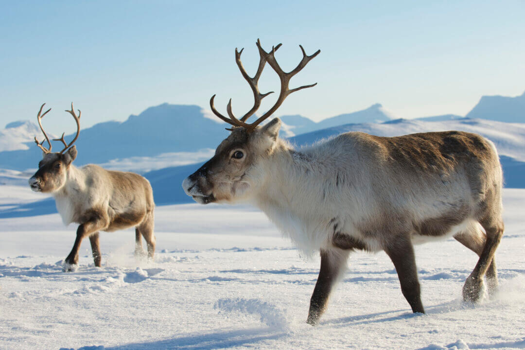 8 Differences Between Caribou vs Moose vs Elk to Know