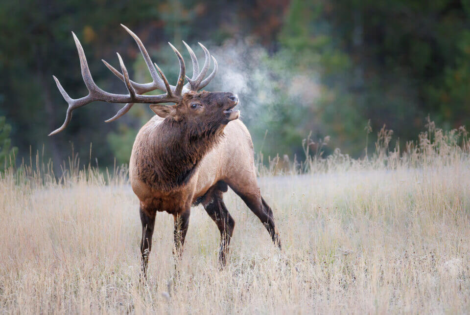 8 Differences Between Caribou vs Moose vs Elk to Know