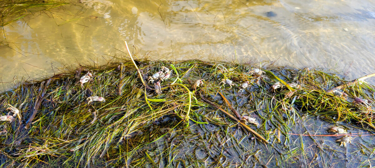 7 Florida Crabs You Must Know to Catch Delicious Meals