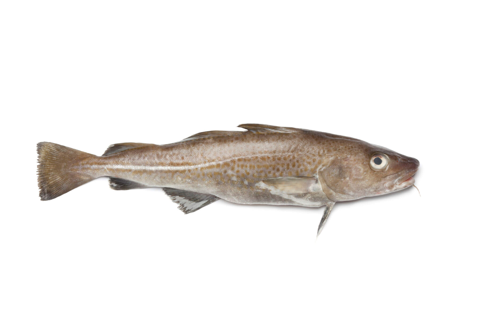 10 Cod vs Flounder Facts to Help You Choose the Best Fish