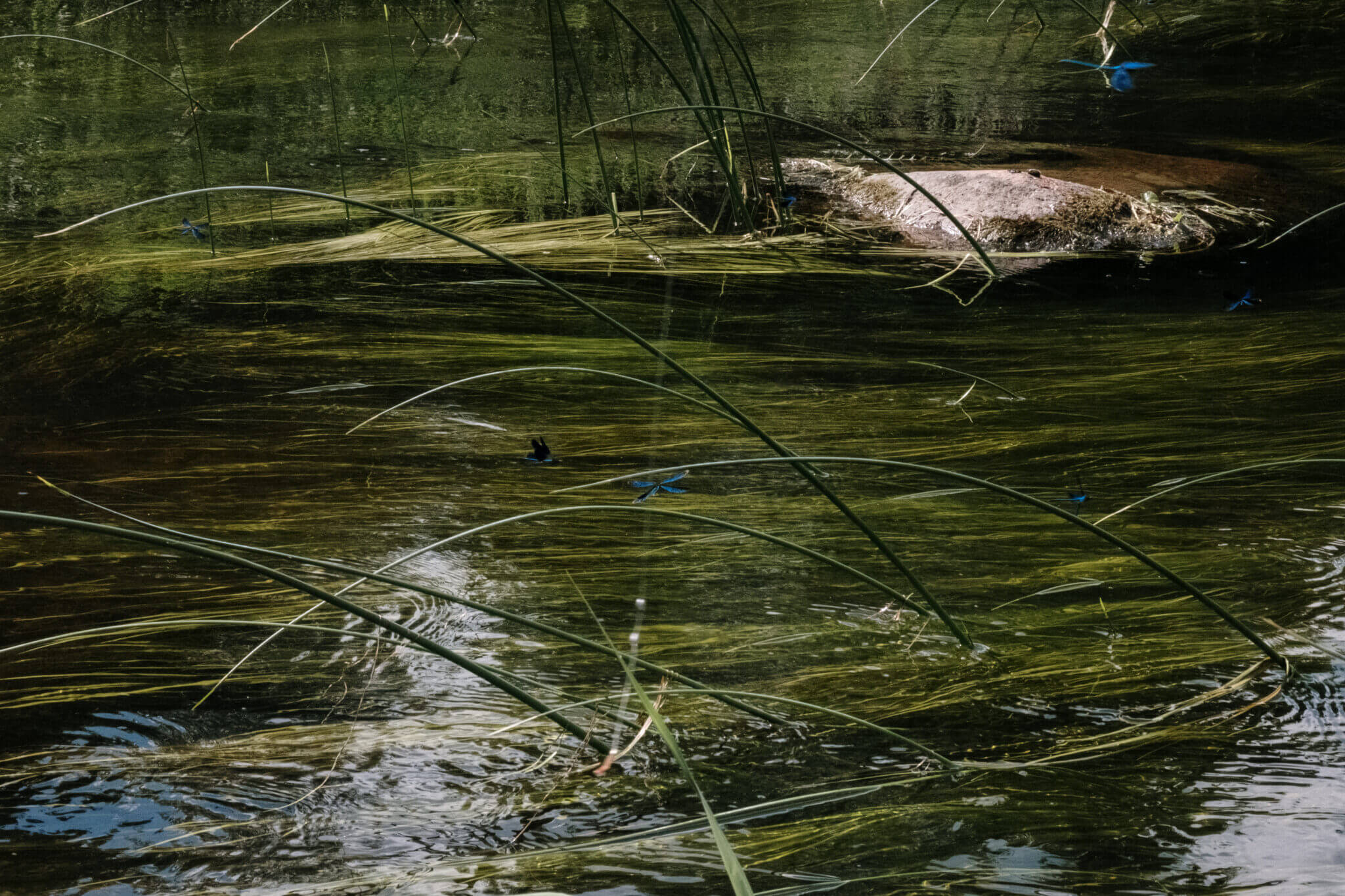 5 Things Carp Eat to Thrive in Their Habitat