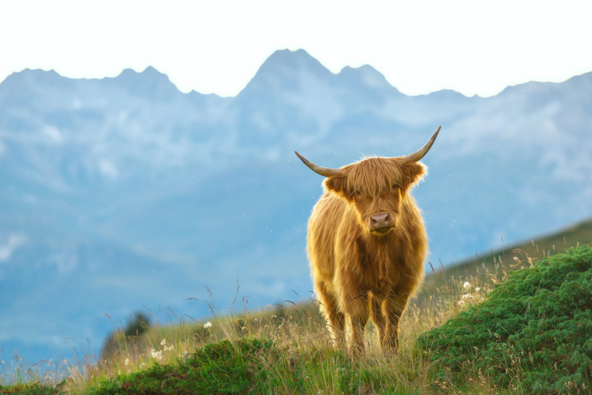 7 Uses of Highland Cows to Benefit Your Farm