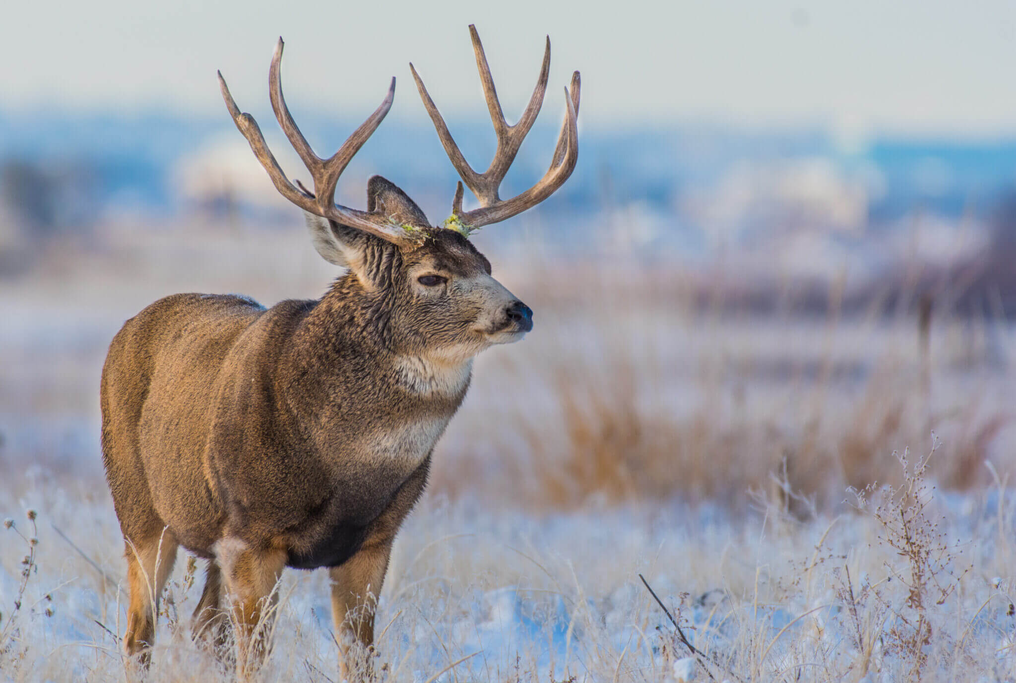 5 Whitetail vs Mule Deer Differences to Help You Identify Each Species
