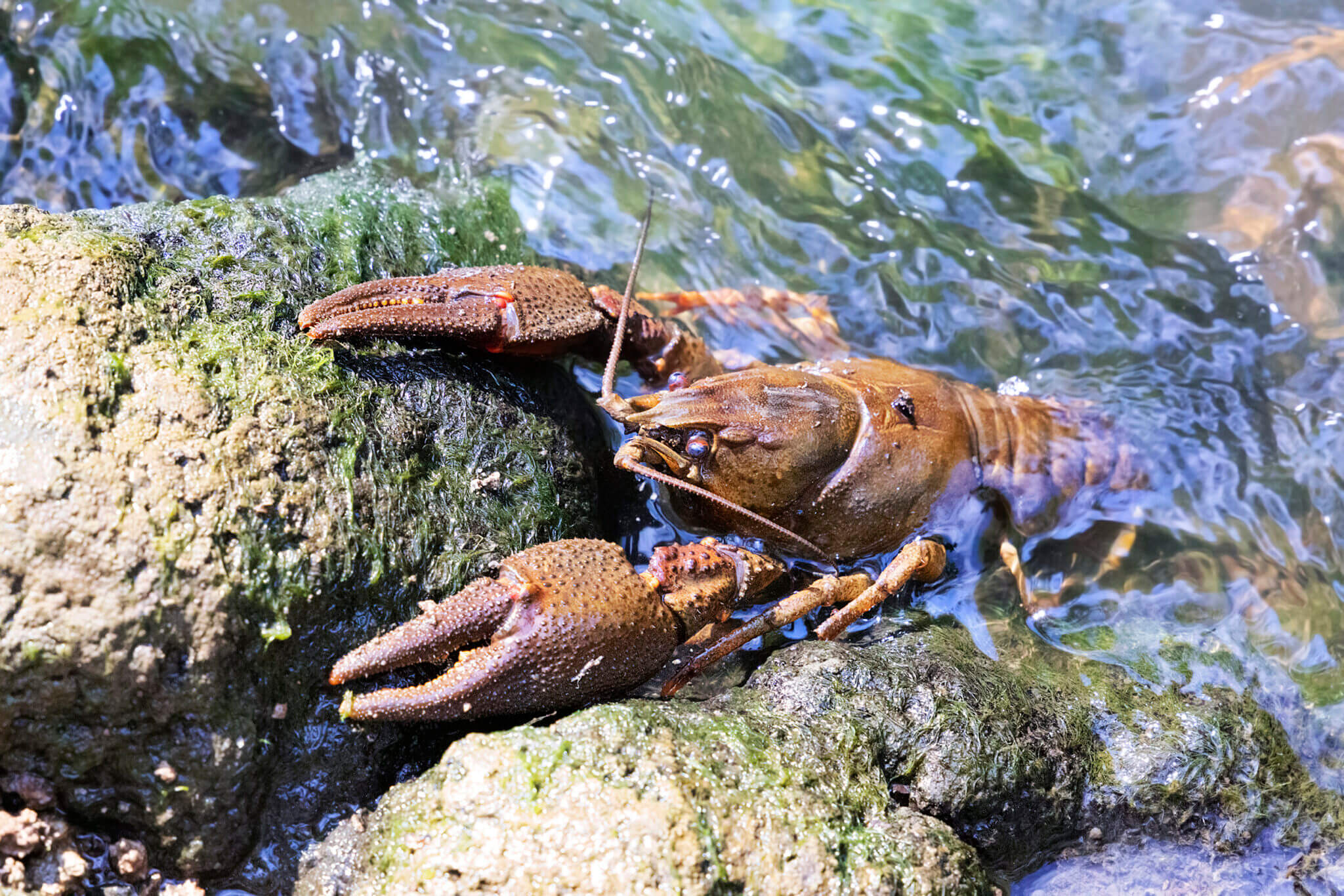 7 Facts About Giant Crayfish vs Lobster to Understand Their Differences