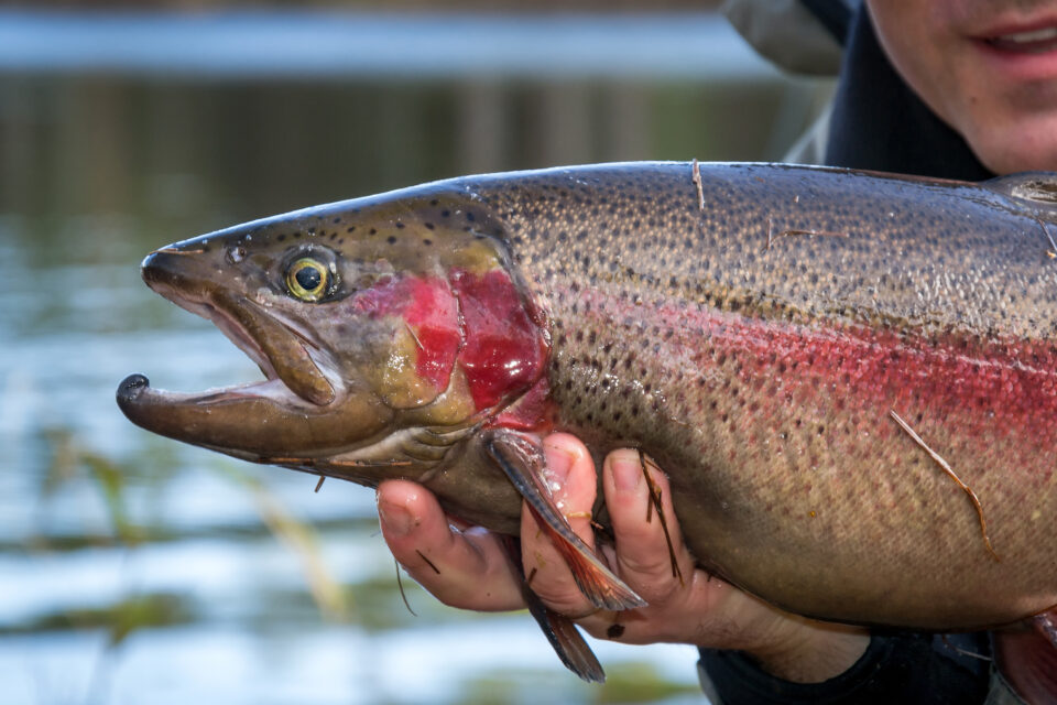 5 Differences Between Rainbow Trout vs Steelhead Trout Explained