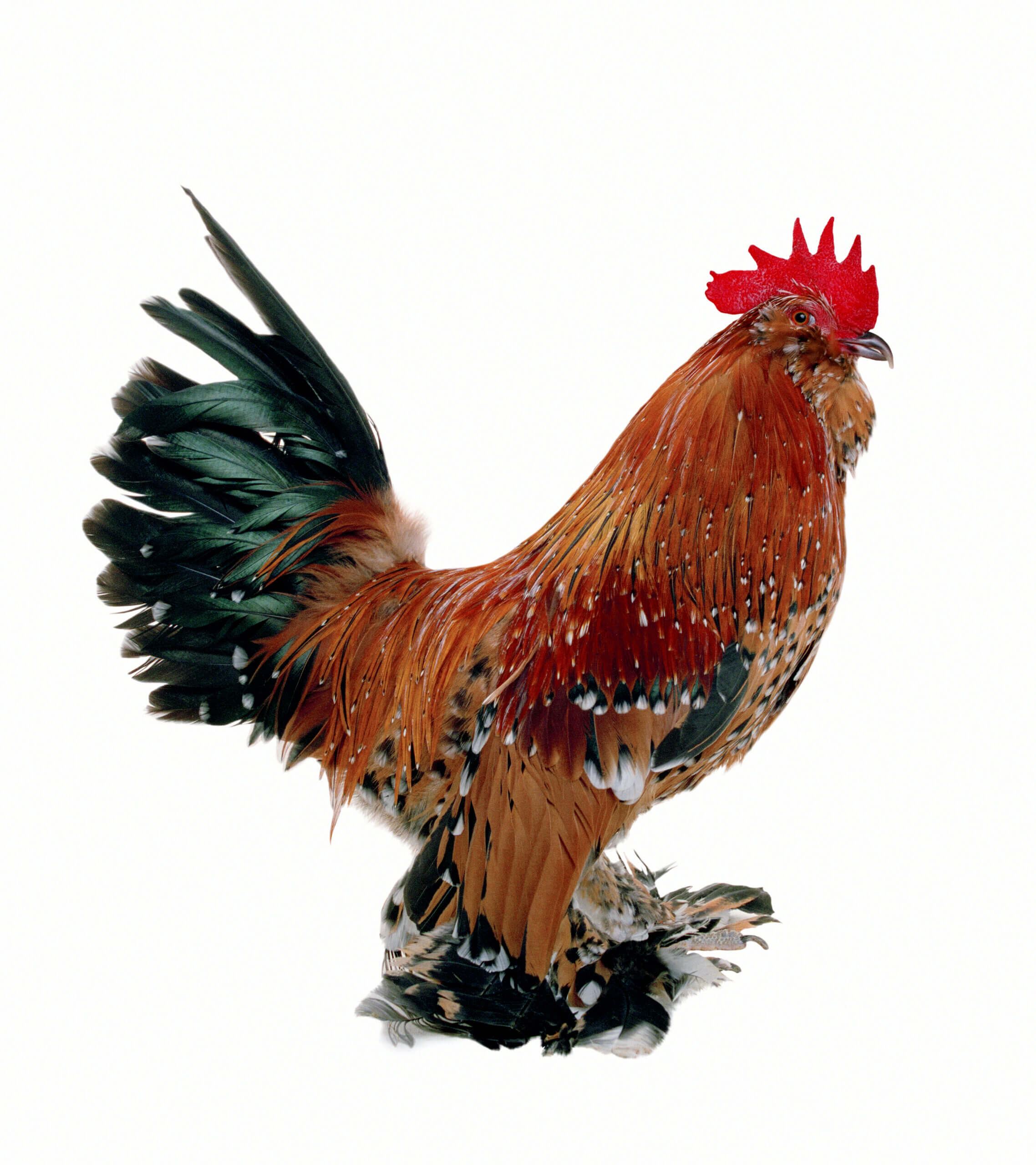 9+ Small Chicken Breeds Perfect for Any Backyard