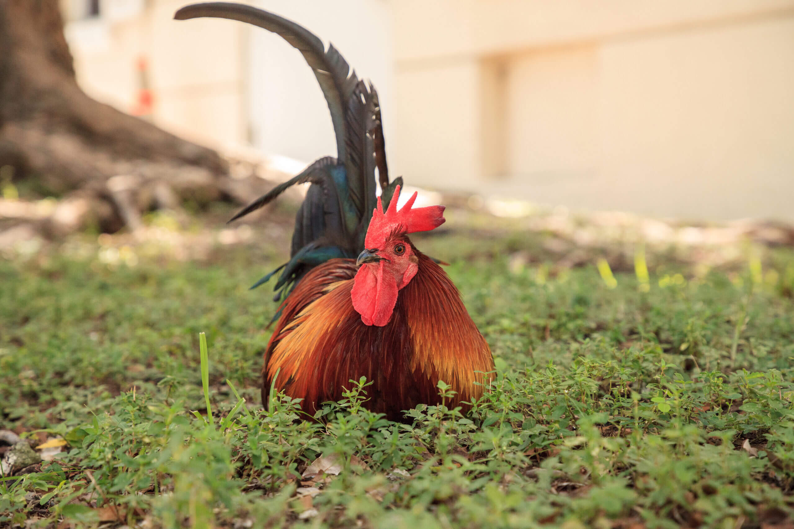 9+ Small Chicken Breeds Perfect for Any Backyard