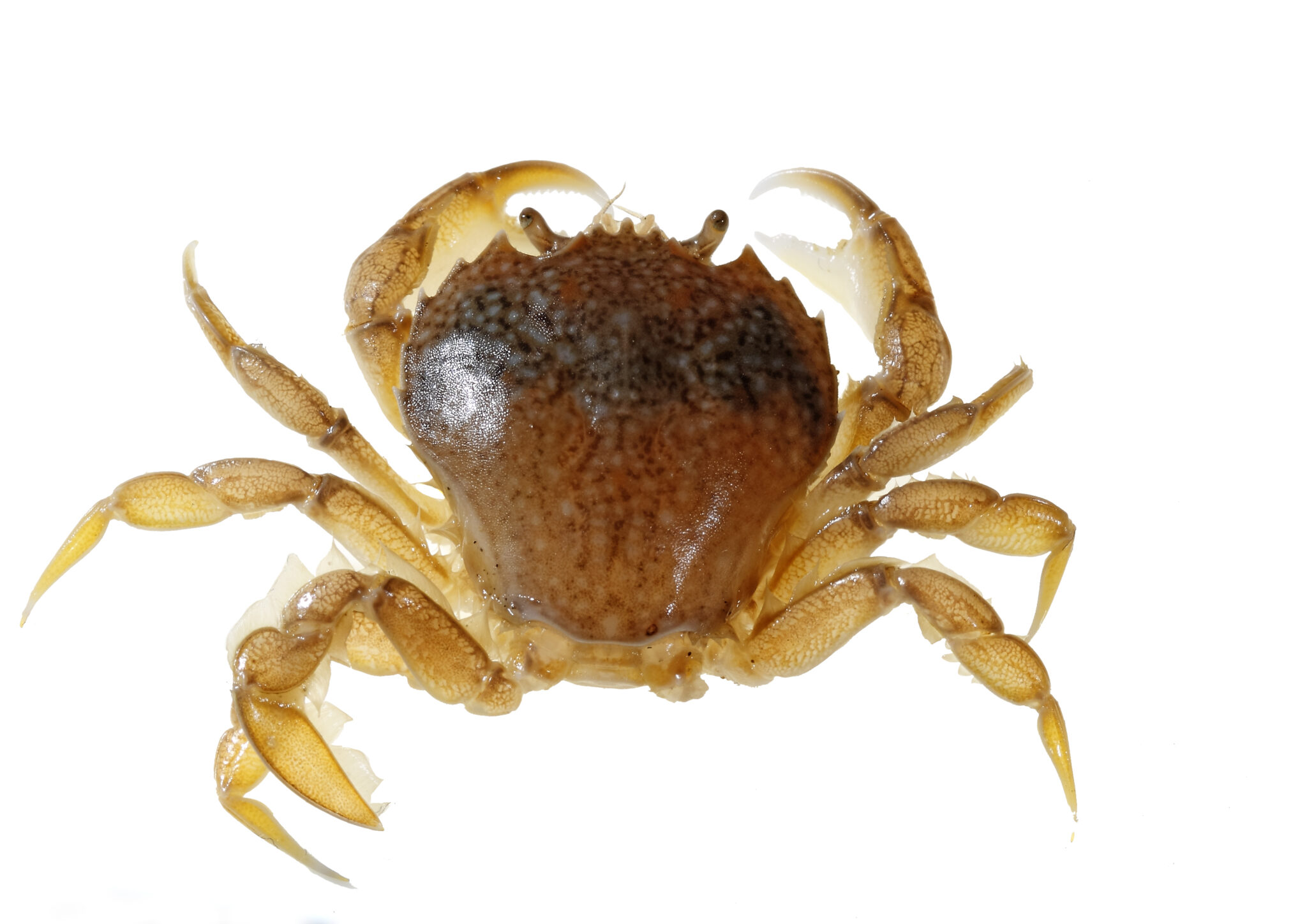 7 Florida Crabs You Must Know to Catch Delicious Meals