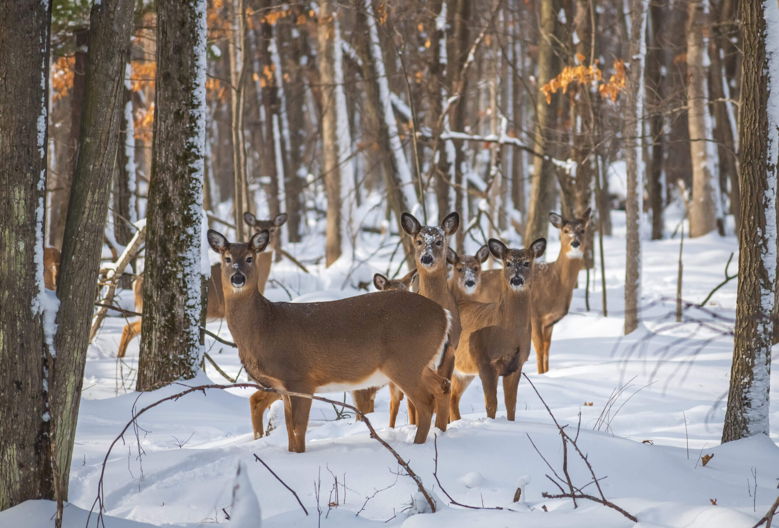 5+ Notable Differences Between Whitetail and Mule Deer
