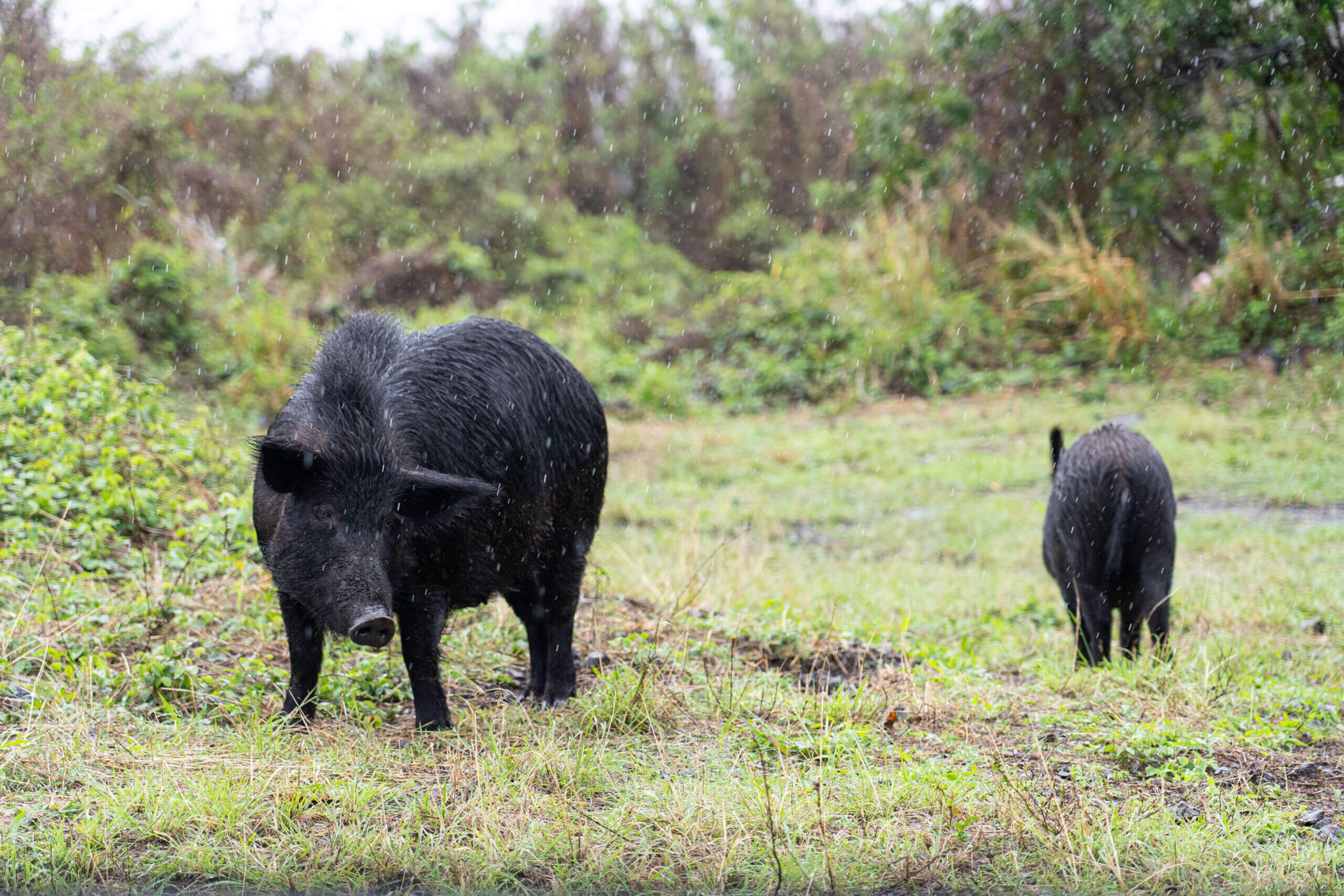 3+ Reasons to Try Hawaiian Hog for Your Next BBQ