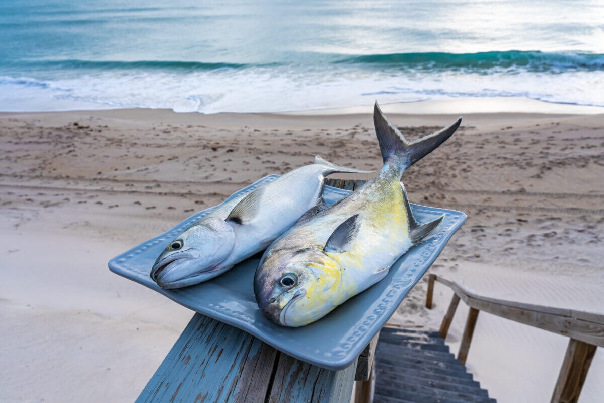 6 Best Inshore Saltwater Fish in Florida to Catch for Exciting Fishing