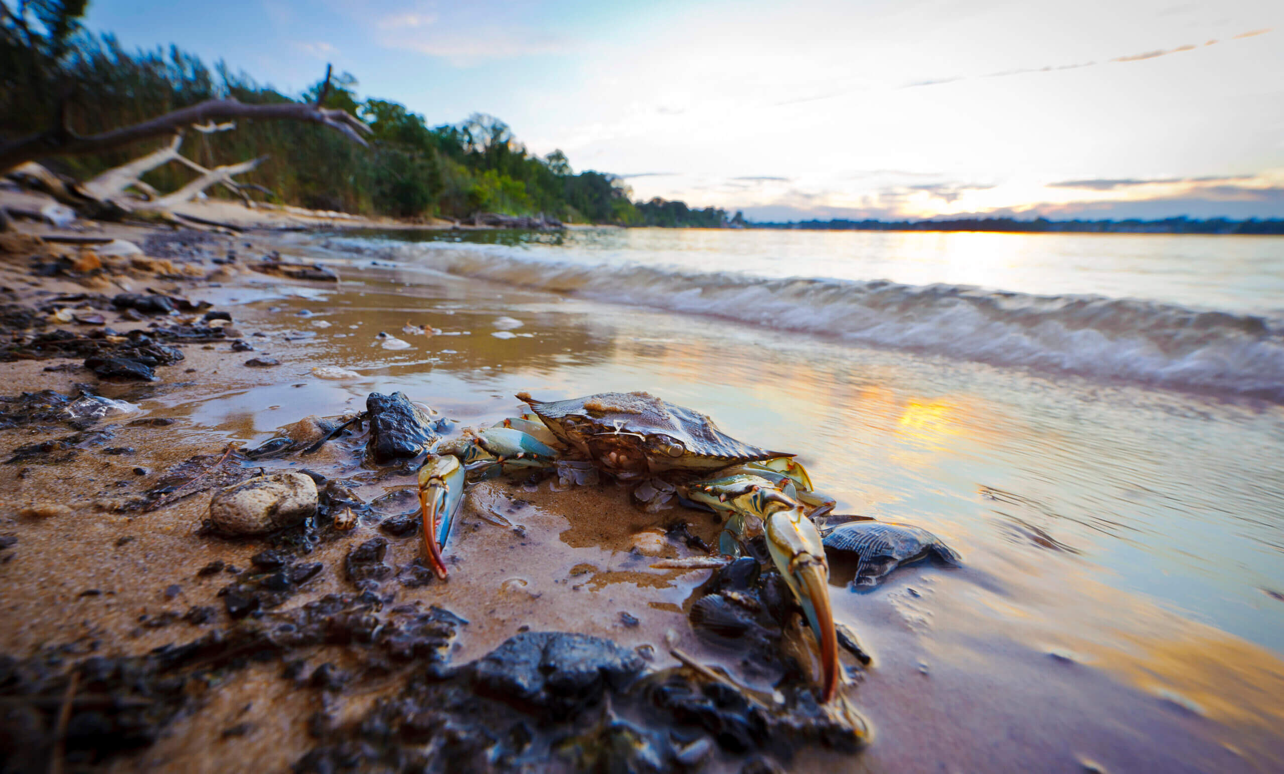 9+ Tips for Finding the Best Crabbing Spots Near You