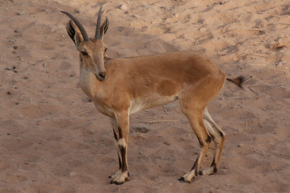 5 Ibex Meat Benefits You Need to Know for a Healthier Diet