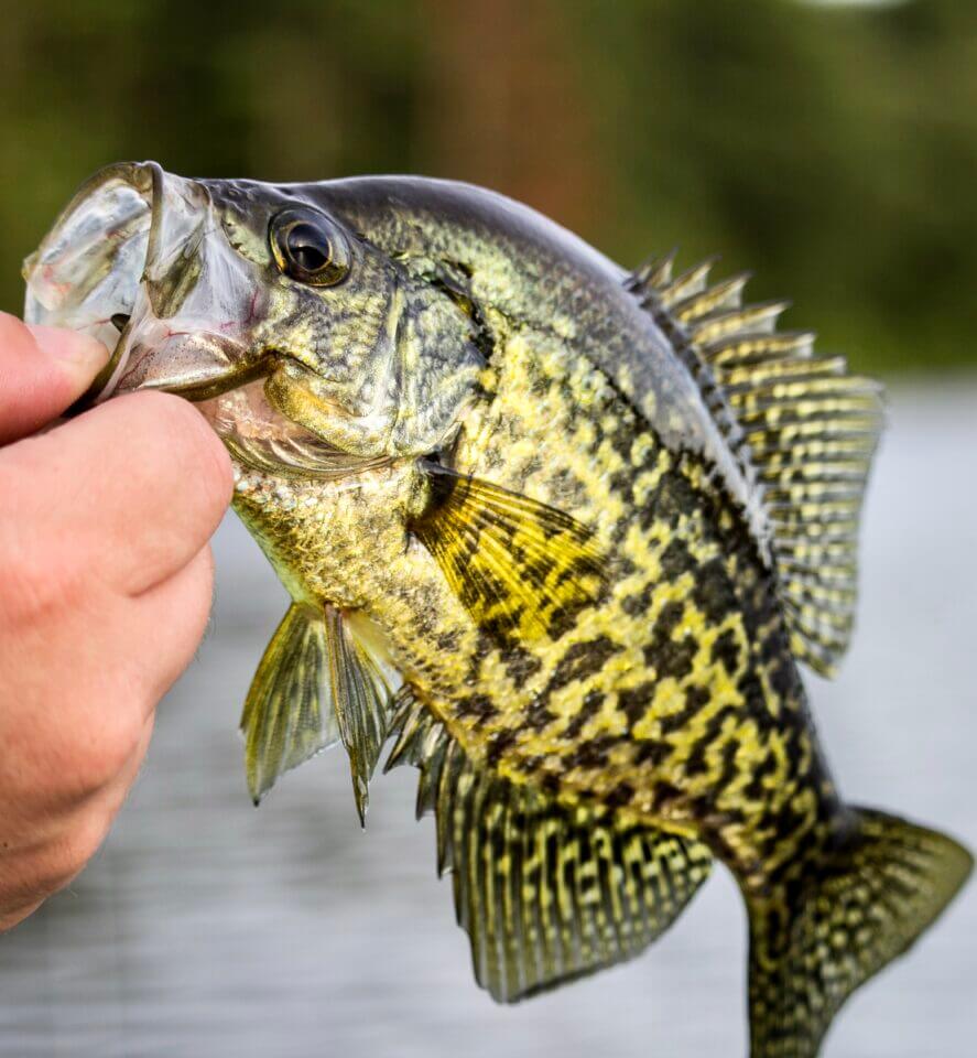 10 Freshwater Fish Benefits You Need to Know for a Healthier Diet