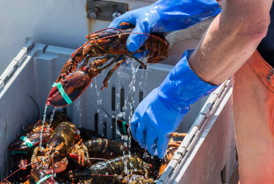 8 Reasons Why Lobster Is So Expensive and How to Save Money