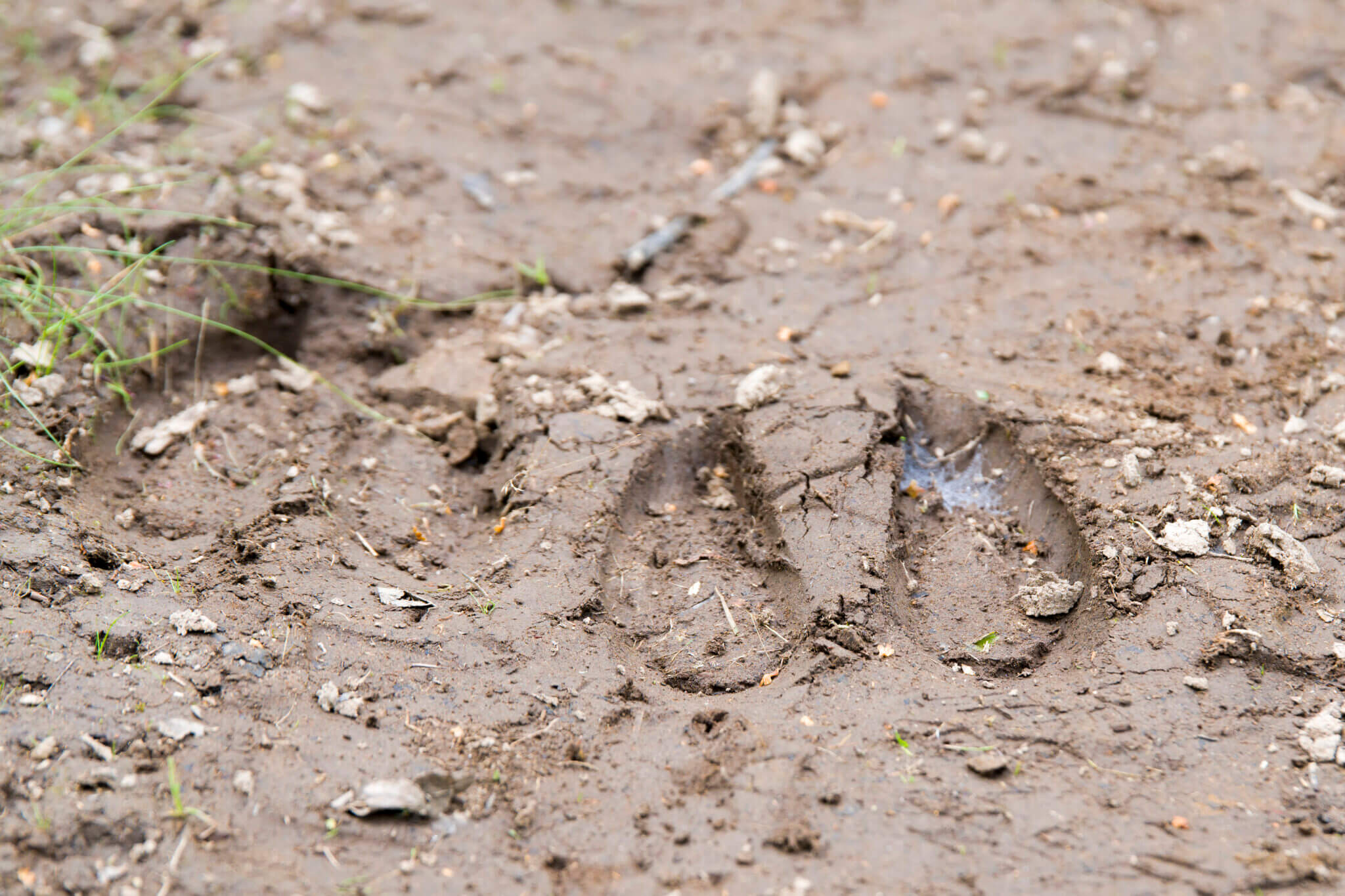 7 Differences Between Elk and Moose to Help You Identify Them