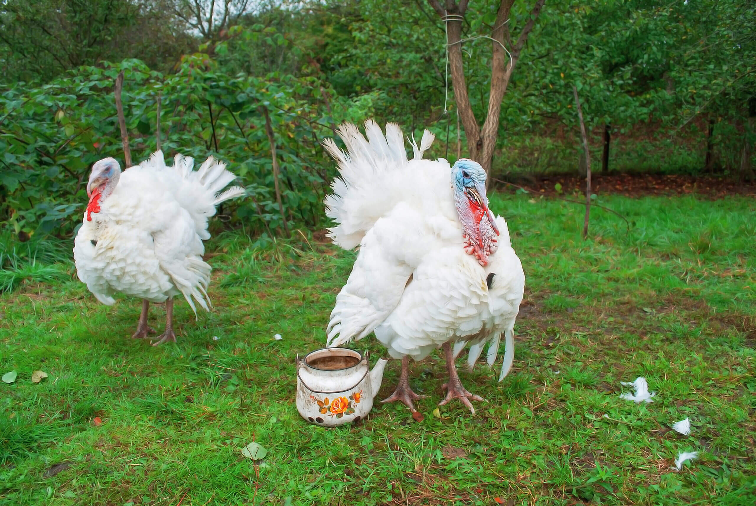 10+ Benefits of Farm Raised Turkey for Your Next Meal